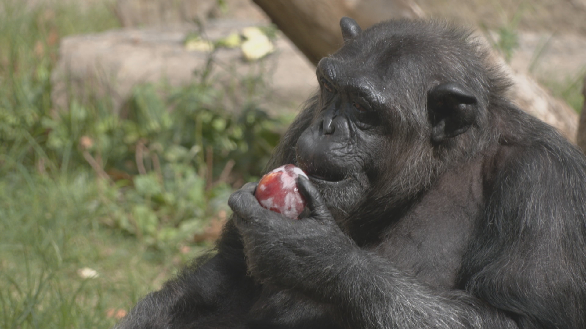 Gelats i dutxes d'aigua per als animals del Zoo durant la calorada