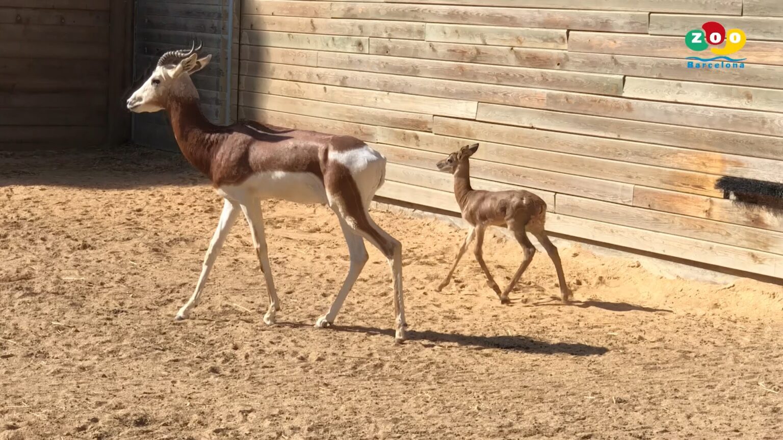 Neix una gasela dama mohor al Zoo de Barcelona