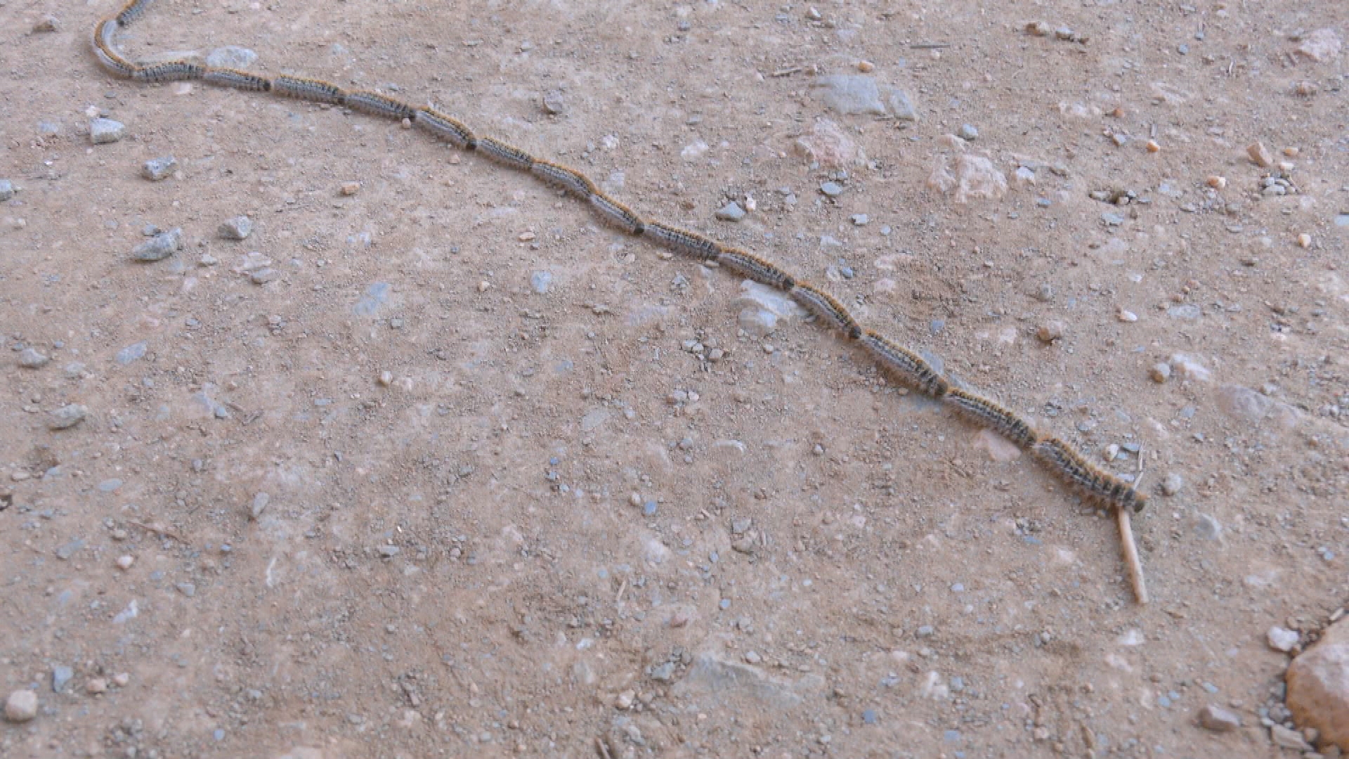 La calor desperta la processionària, que ja baixa dels arbres
