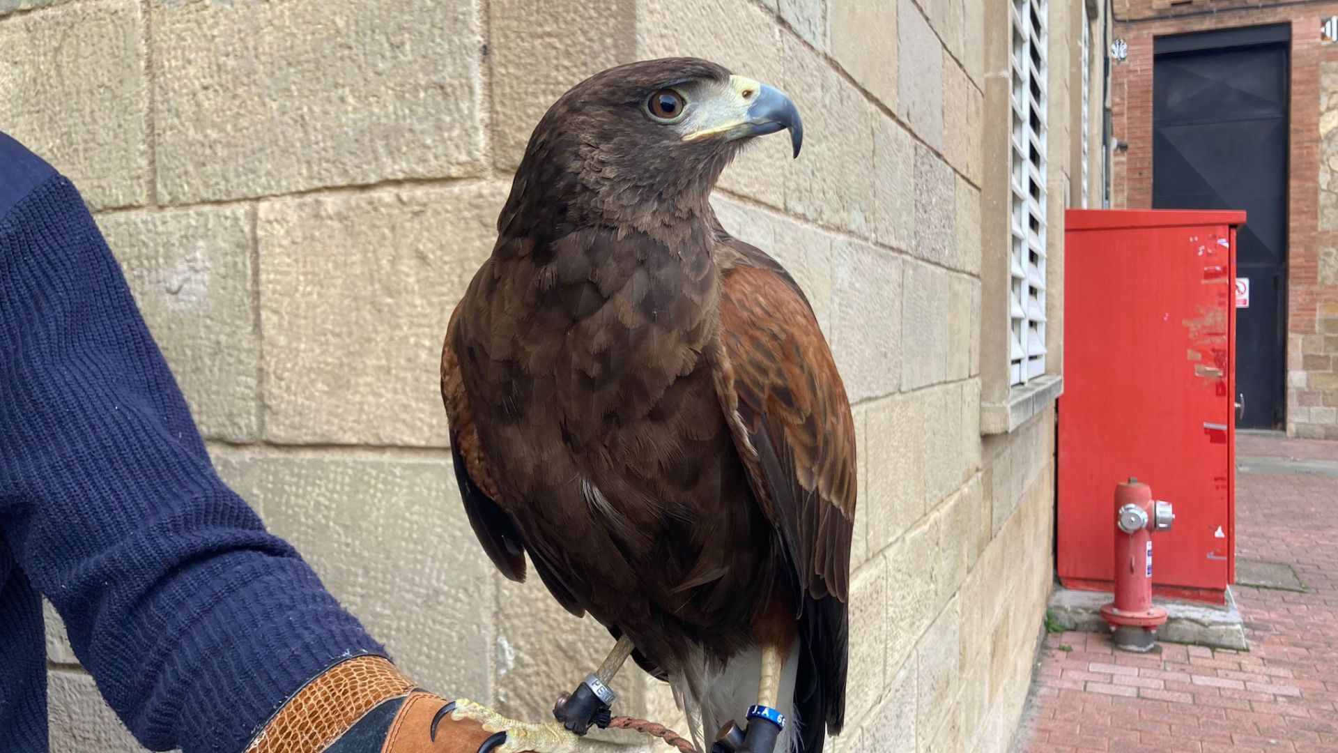 Barcelona prova falcons i àligues per foragitar coloms a les Corts