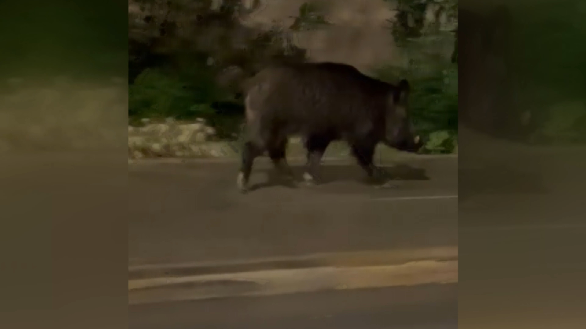 Un porc senglar es passeja de matinada a Pedralbes | VÍDEO