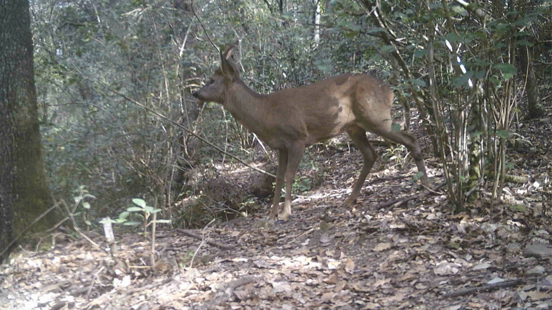 "El cabirol a Collserola és una gran notícia"