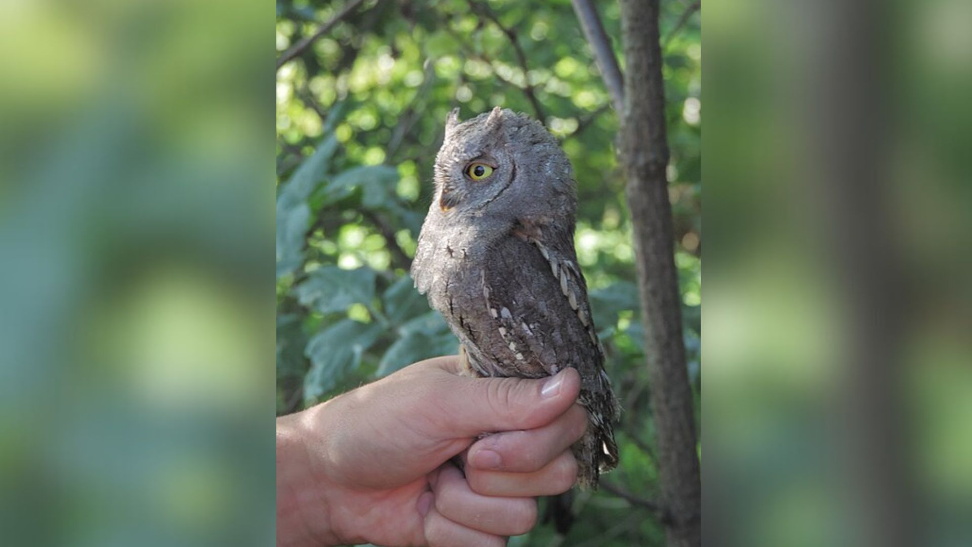 El misteri del so que molesta veïns de l'Eixample: una alarma o un mussol?