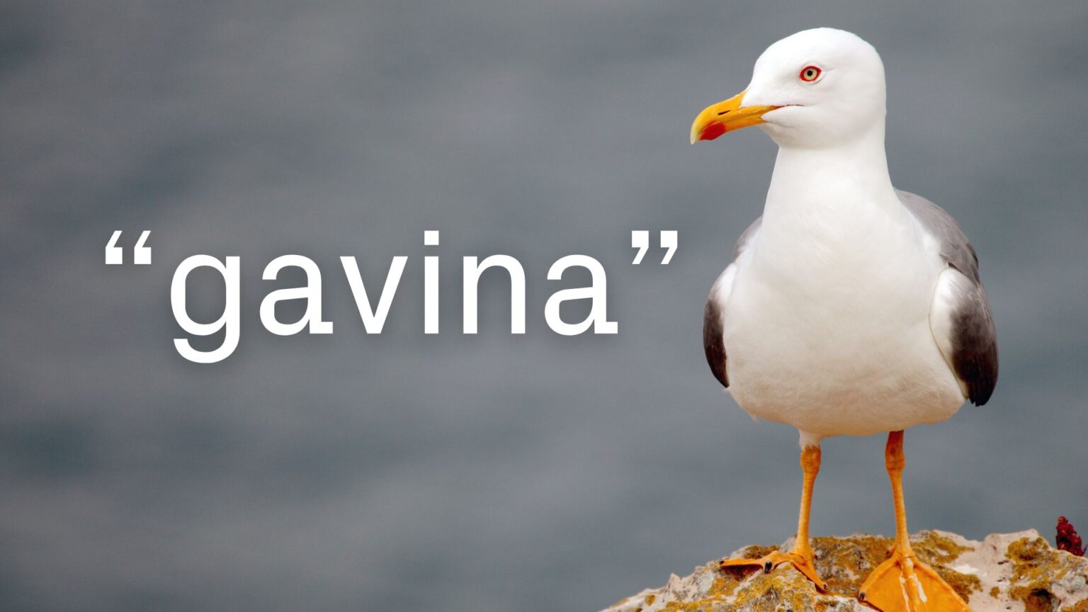 "Gavina" en català: origen, refranys i dites amb el mot