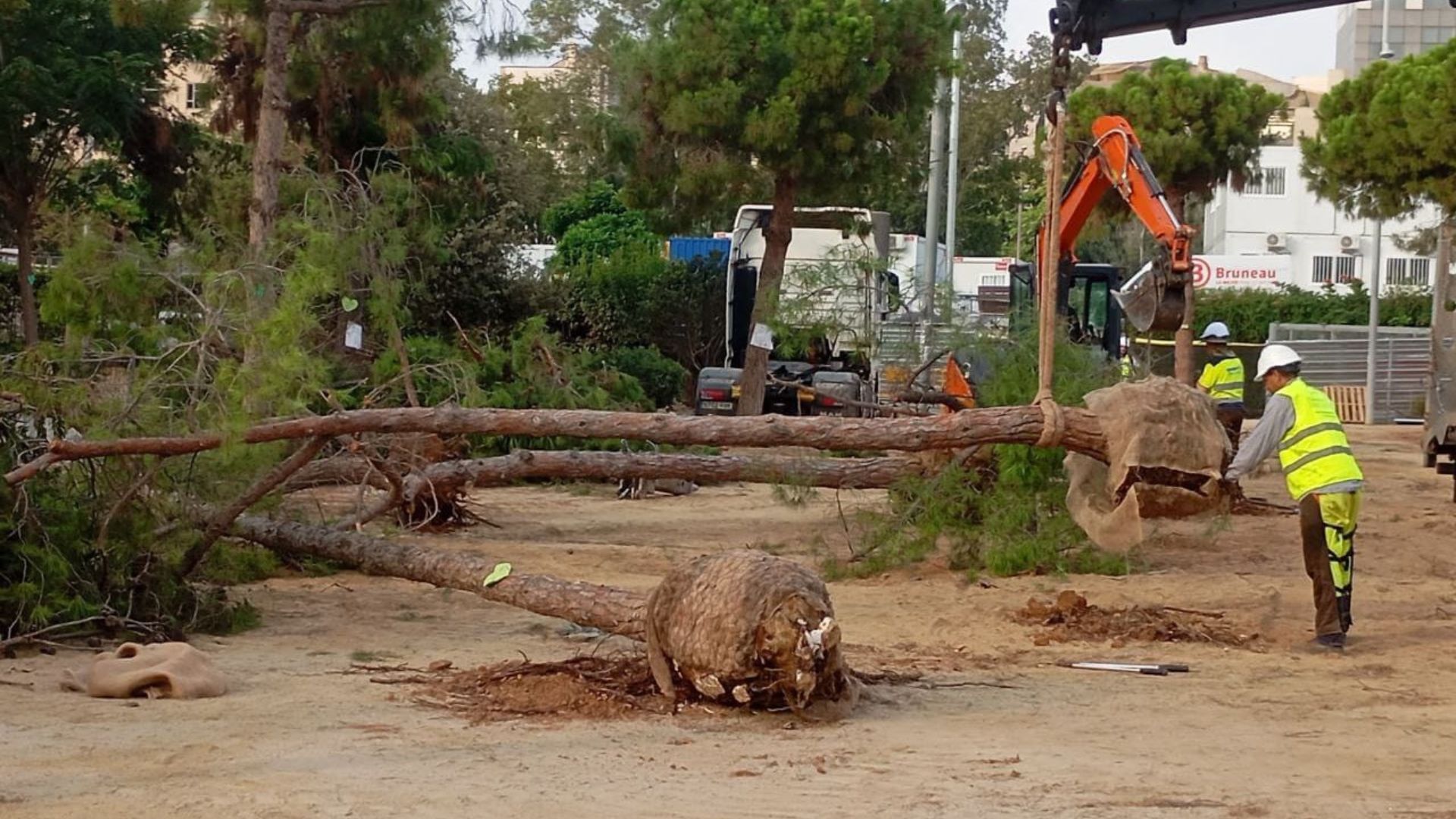 Comencen a retirar els pins del Parc de Joan Miró
