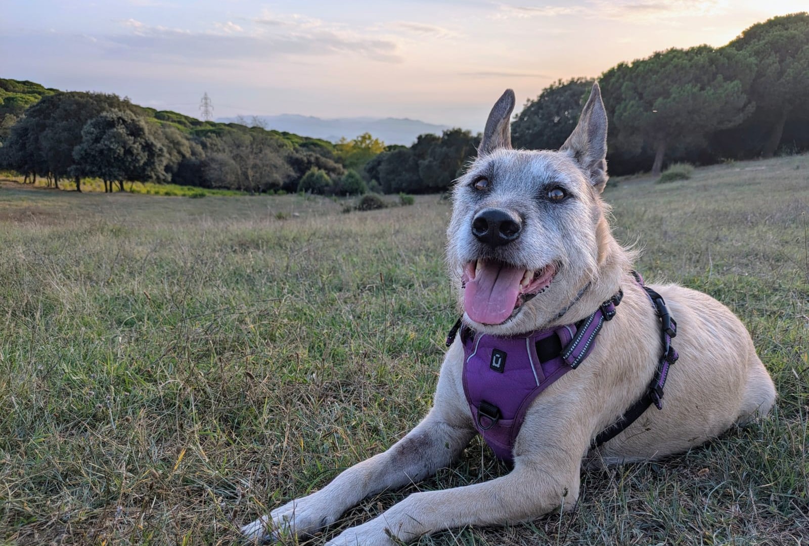 Helena Arce: "Si tens gos, revisa l'assegurança de la llar"