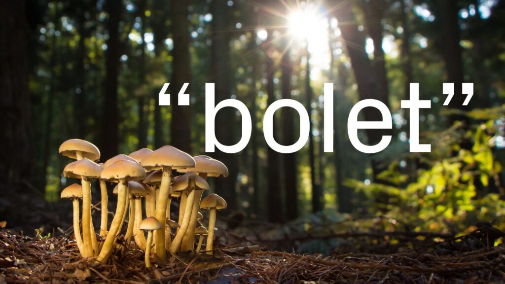 Cacem el "bolet" lingüístic per analitzar-lo de prop