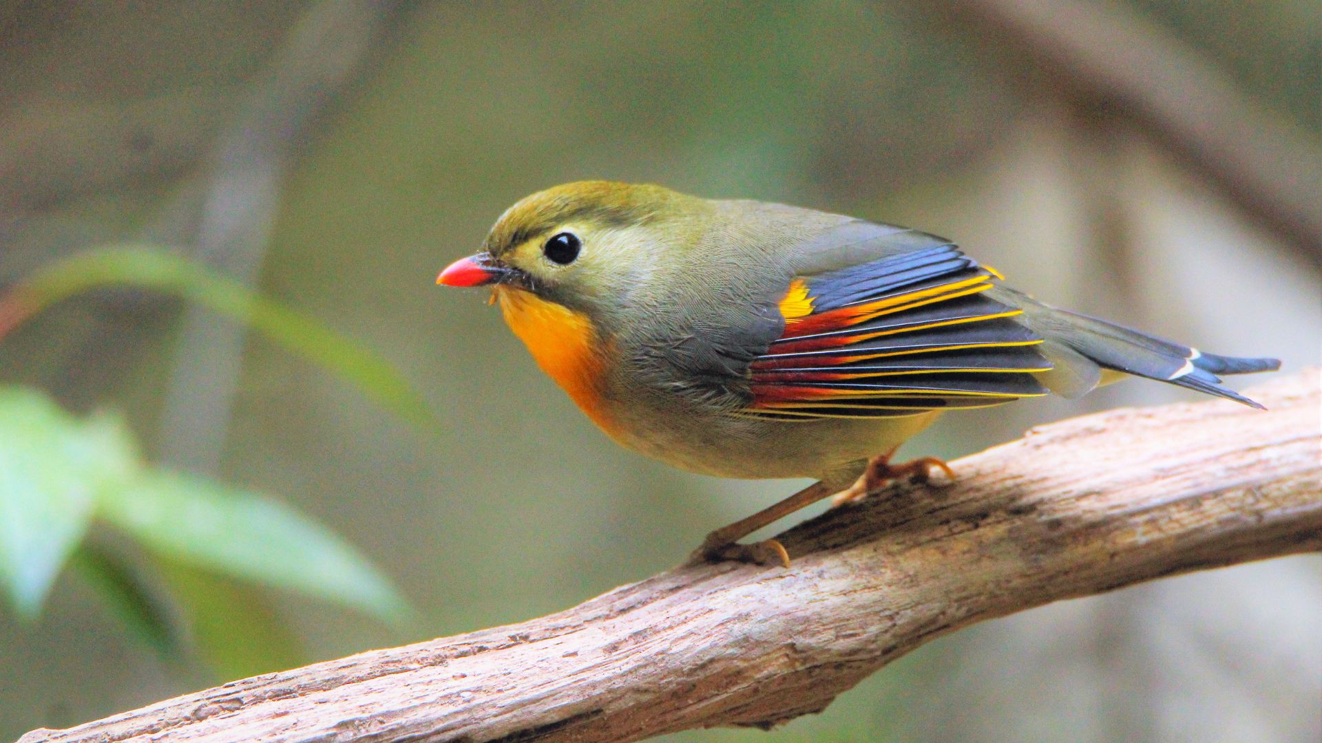 200 espècies d'ocells viuen a Barcelona o hi migren cada any