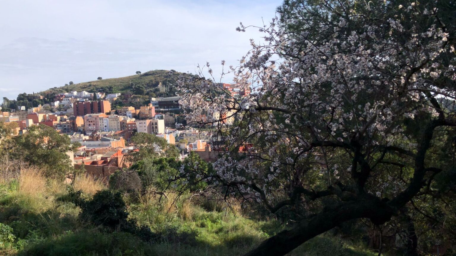Arriba la floració plena dels ametllers a Collserola i el litoral