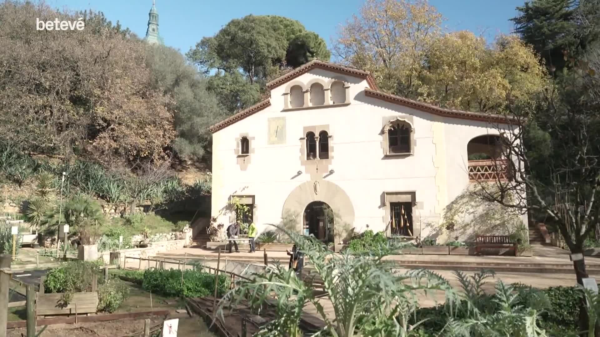 El Jardí Botànic Històric: un tresor verd amagat a Montjuïc