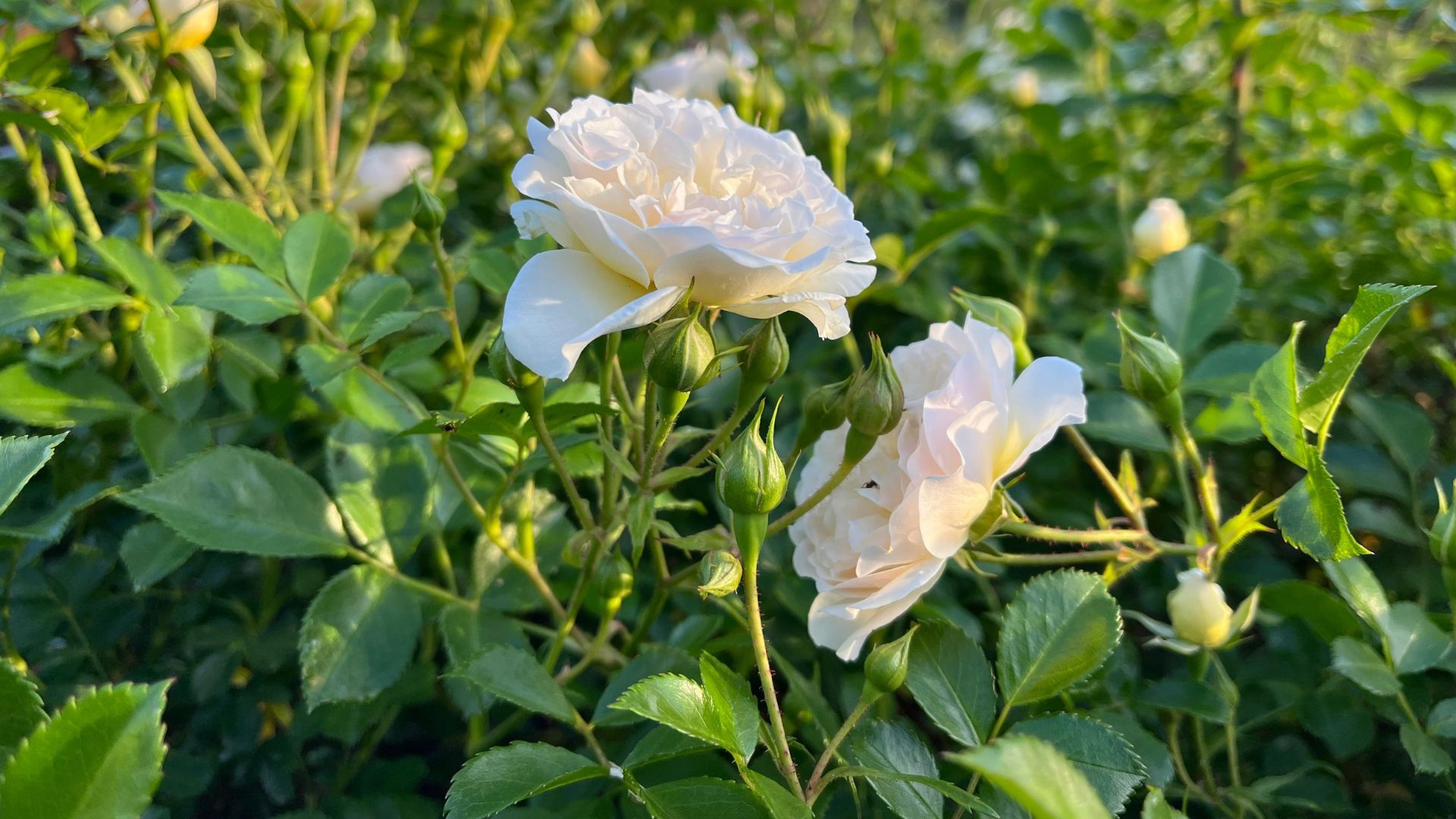 Una rosa francesa guanya el 25è Concurs de Roses Noves