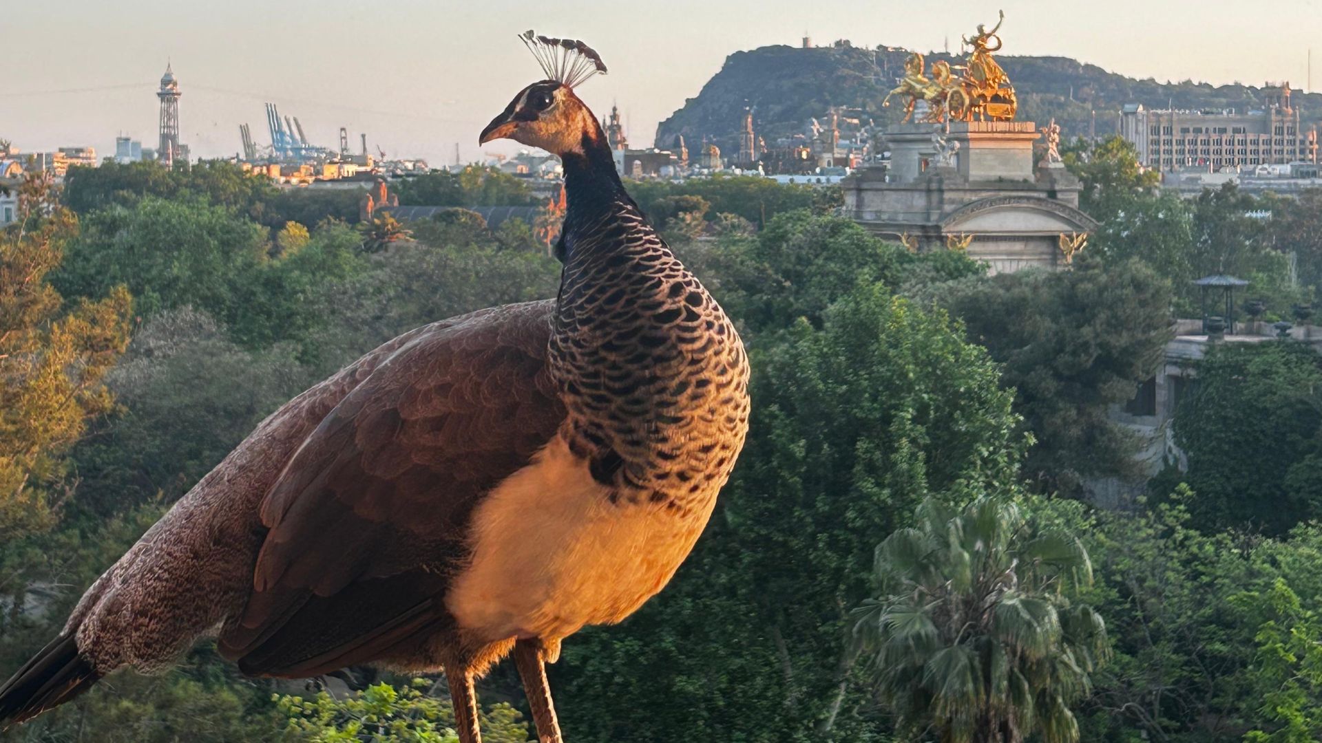 Una paona del Zoo ocupa un pis i n'enamora els propietaris | VÍDEO