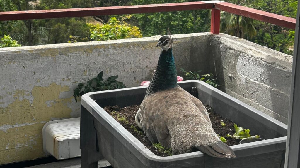 Una paona del Zoo ocupa un pis i n'enamora els propietaris | VÍDEO