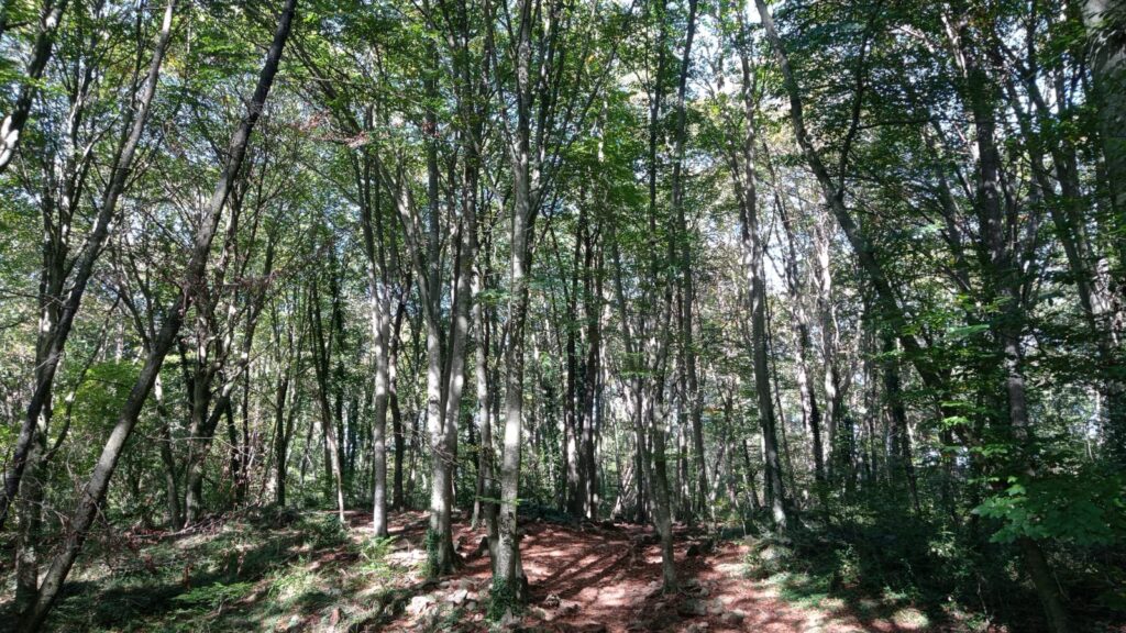 Colors de tardor: calendari setmanal de coloració als boscos catalans
