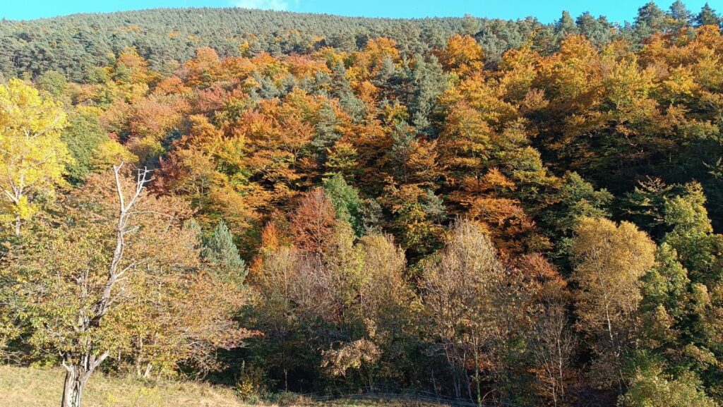 Colors de tardor: calendari setmanal de coloració als boscos catalans