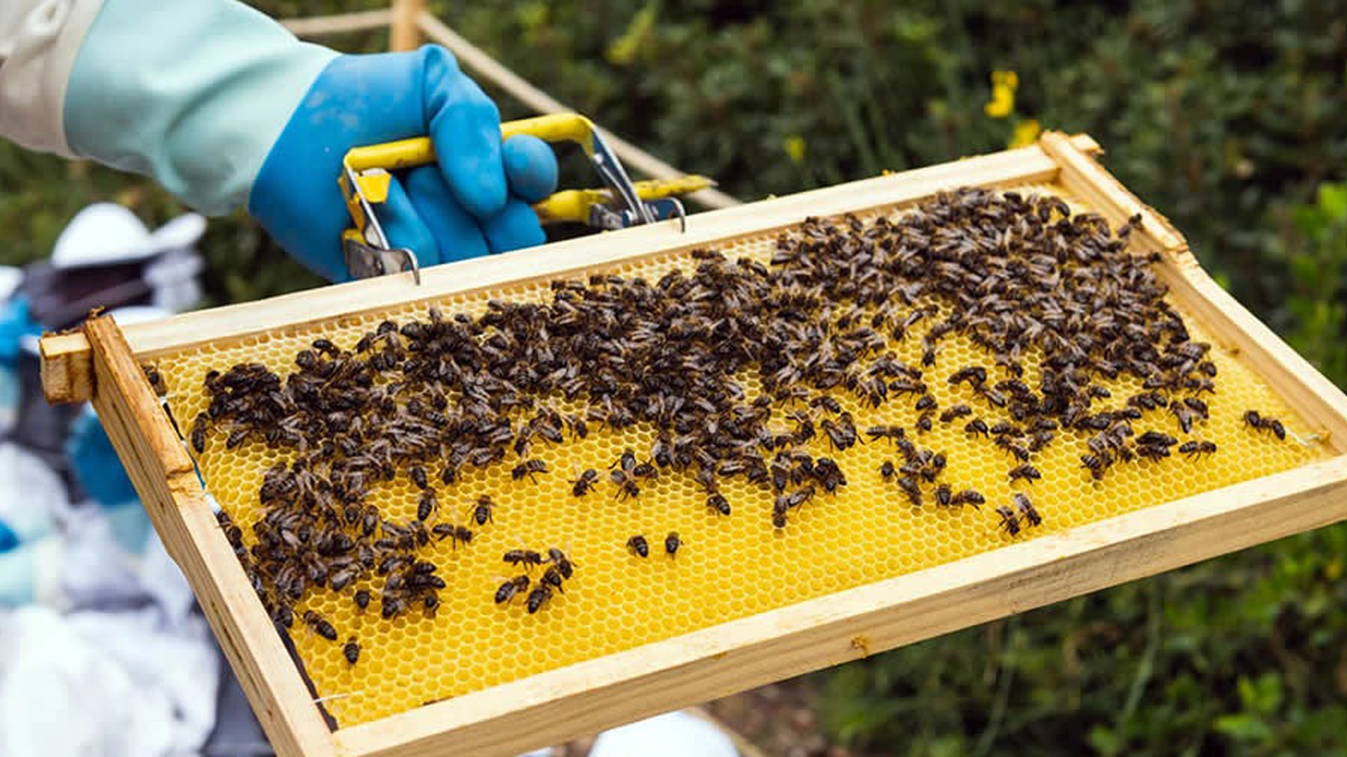 Melvida, cuidant de les abelles de Collserola