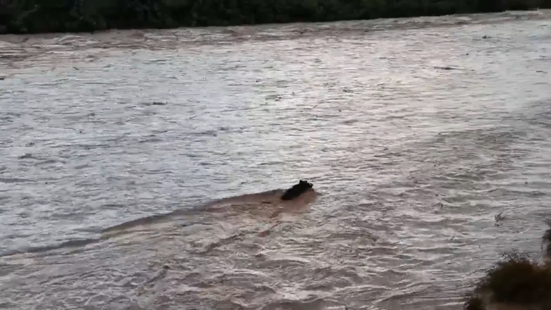 Un senglar, arrossegat per la crescuda del riu Besòs | VÍDEO