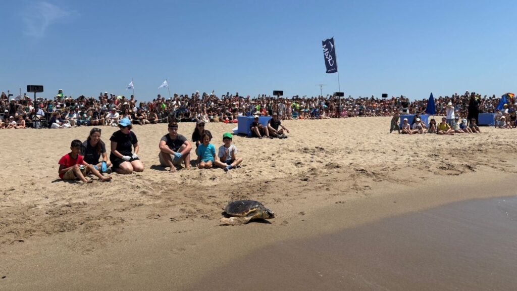 El CRAM allibera cinc tortugues careta el cap de setmana