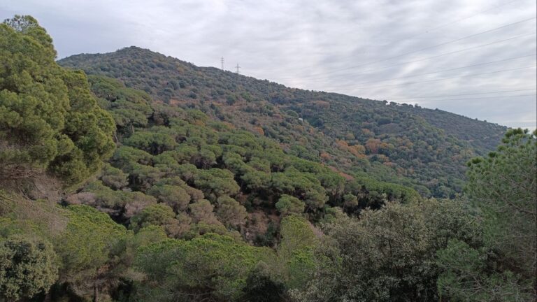 Els boscos mediterranis poden emetre toluè, un compost associat al ...